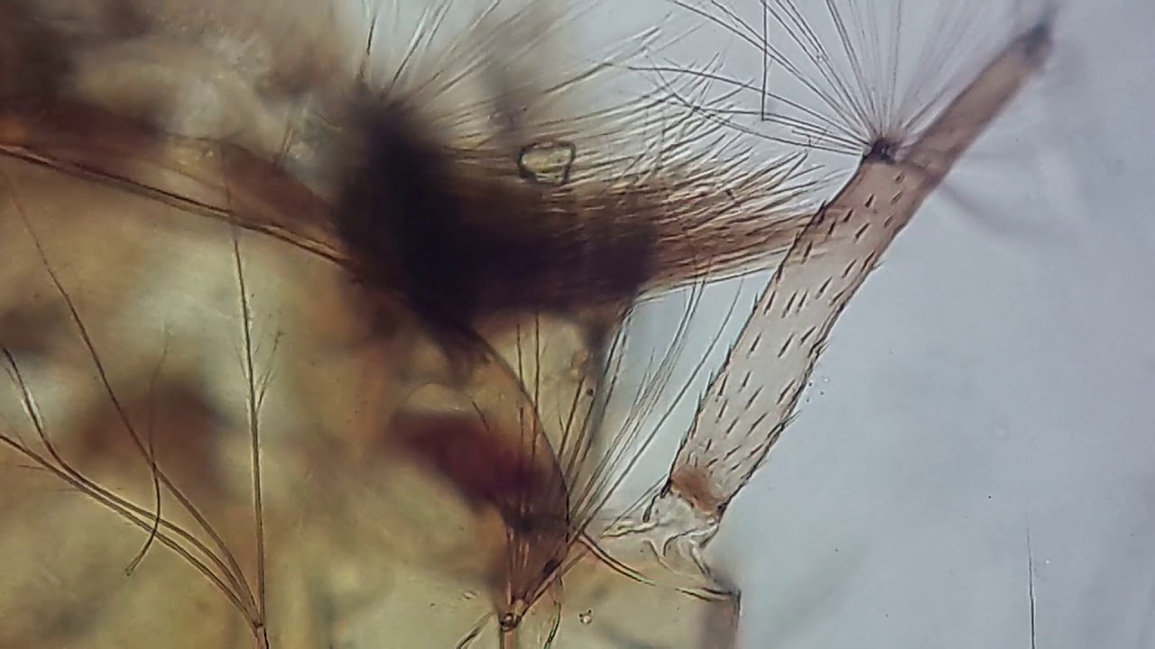 Culex declarator Pesquisa Entomológica de Importância Médica - YouTube