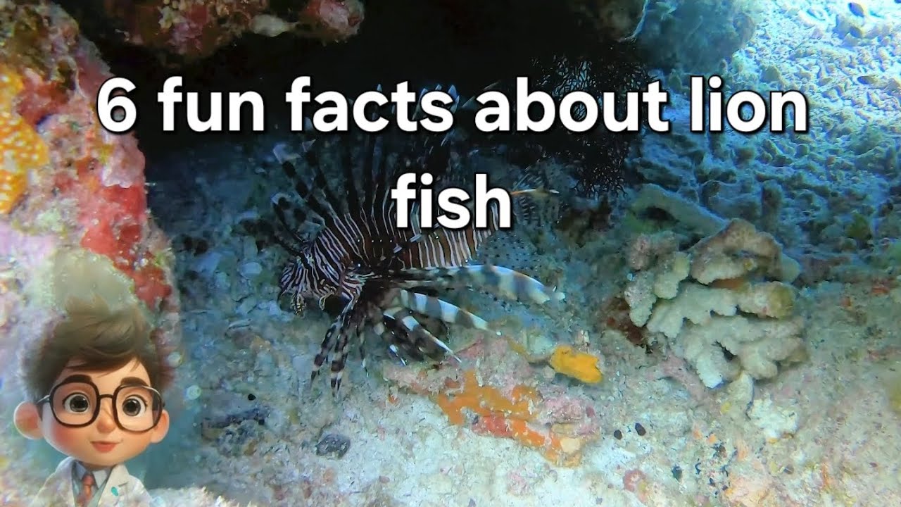 6 fun facts about lion fish - YouTube