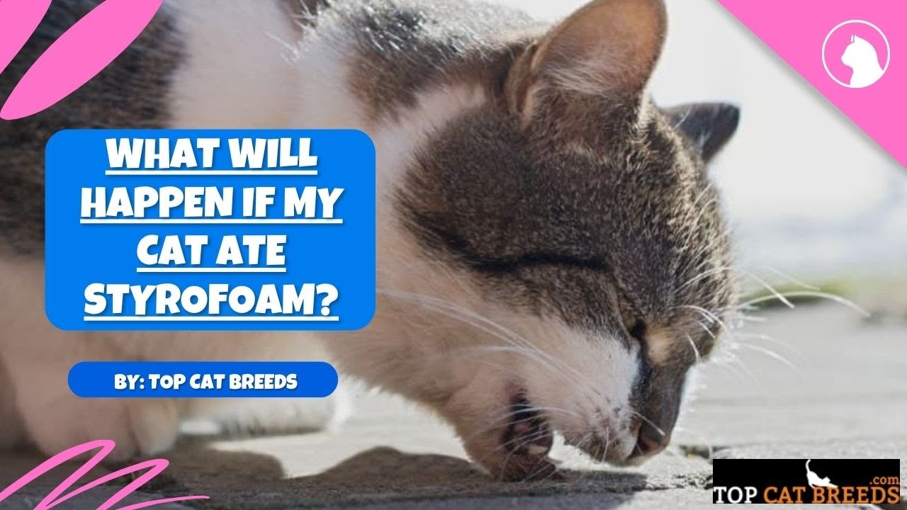What Will Happen if My Cat Ate Styrofoam | Top Cat Breeds - YouTube