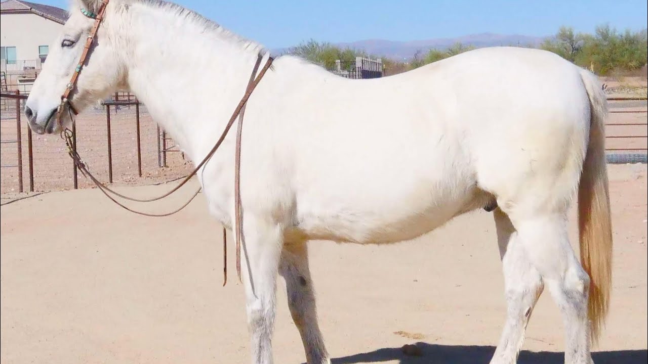 SOLD “Amigo”~ 10-12 YO Grade Andalusian X Gelding (15-15.1hh) - YouTube