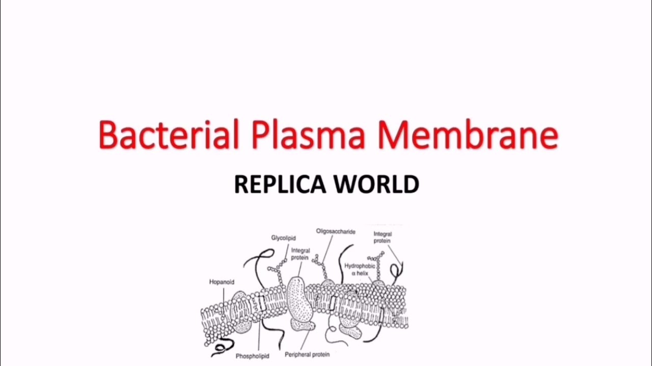 Bacterial Plasma membrane | Introduction to Microbiology - YouTube