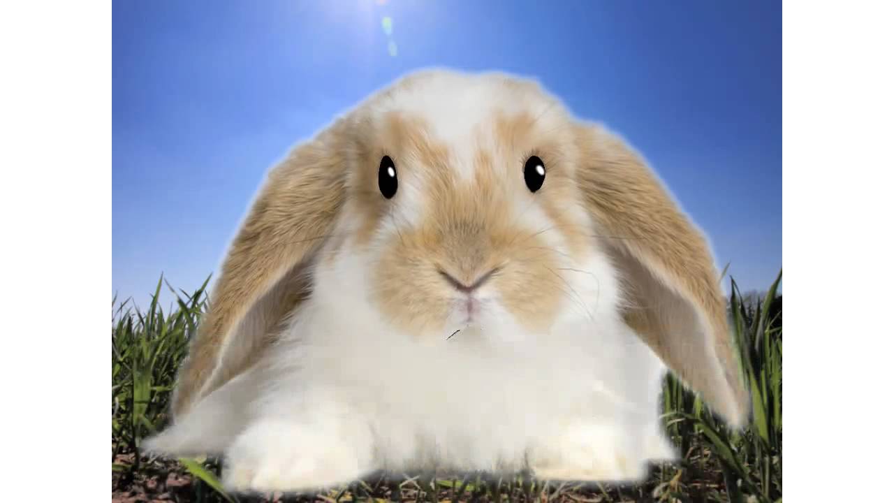Owning a Pet Rabbit - YouTube