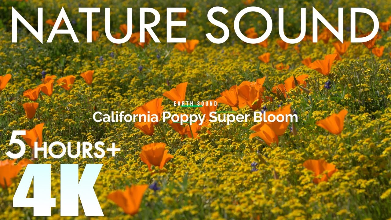 EARTH SOUND Poppy Super Bloom 2 Nature Sounds Spring Birds 5 Hours ...