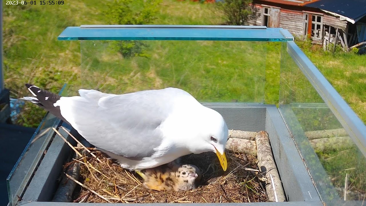 230601 seagulls, chicks hatching, time lapse'ish - YouTube