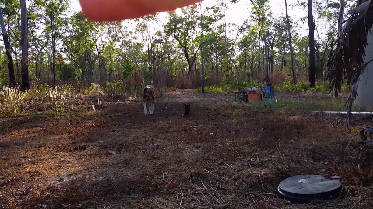 Janet 'Spitroast' Jackson : morning bush walk - YouTube