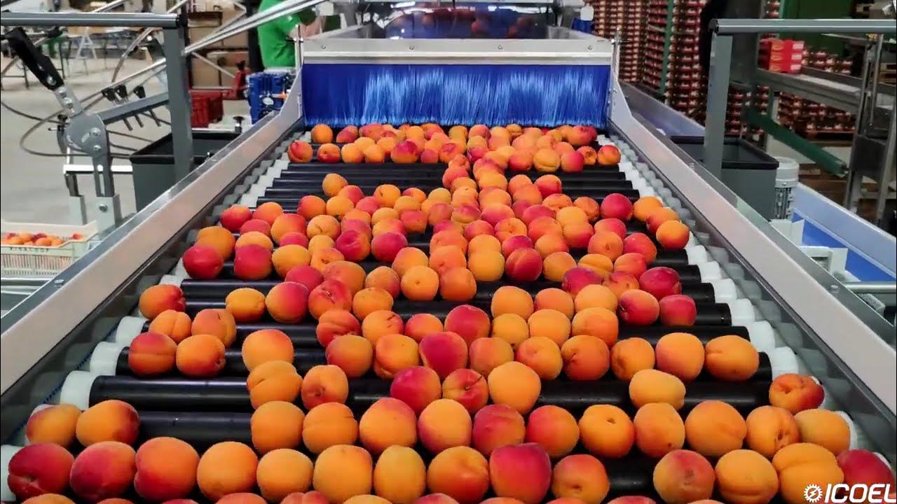 Apricot - Peach sorting and grading lines - Vergers D'ici | ICOEL - YouTube
