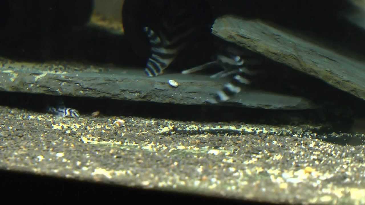 Zebra Pleco L046 L46 Fry Babies - YouTube