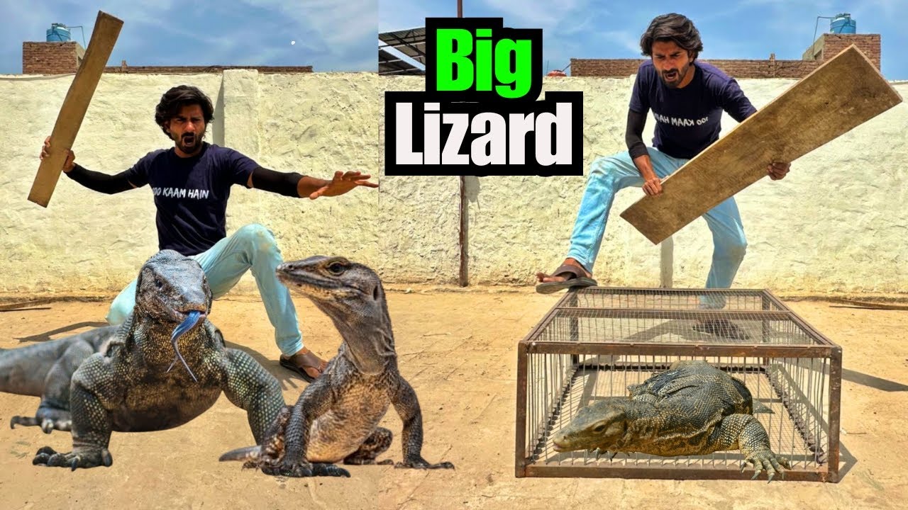 Monitor Lizard Trap Kar Li 😃 - YouTube