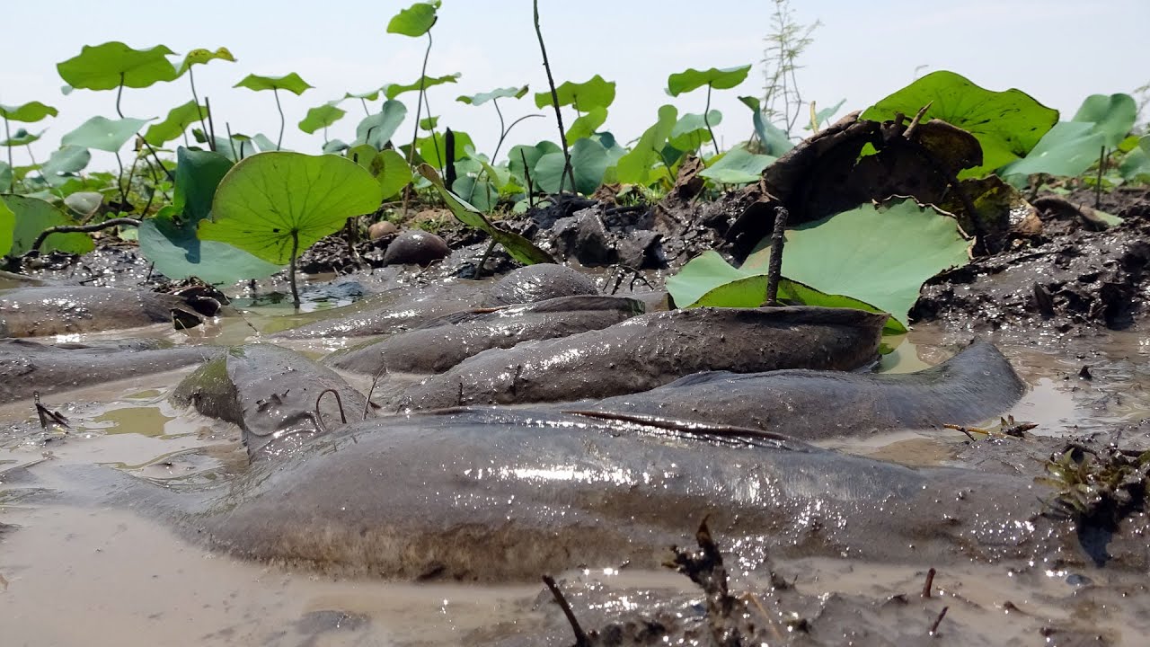 Amazing dry season finding a lot of catfish in mud 2020 - YouTube