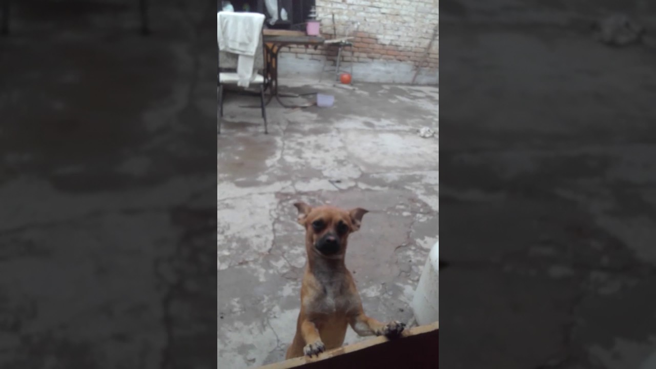 Perro chillando - YouTube