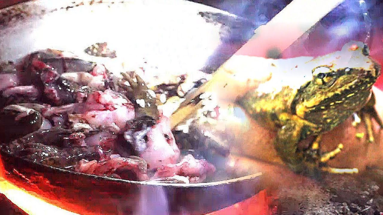 Toad hunting & fry curry - how to prepare if you are in the Himalayan ...