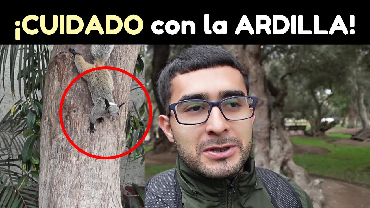 🐿️ Encontré ARDILLAS en Lima | Paseo por El BOSQUE El OLIVAR en San ...