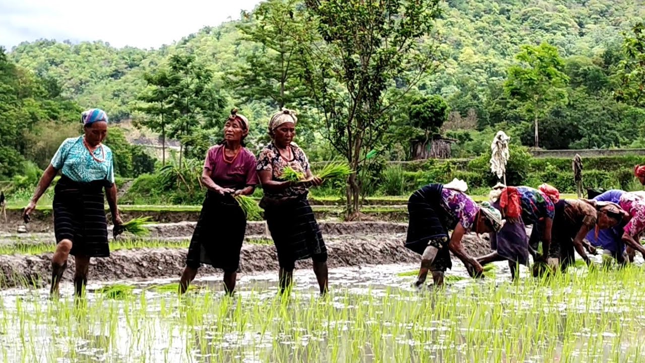 Rice cultivation in Nagaland: Naga farmers working with traditional ...