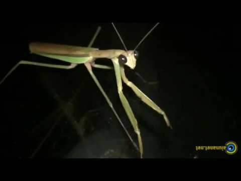 Flagra de espécie rara de grilo gigante - YouTube