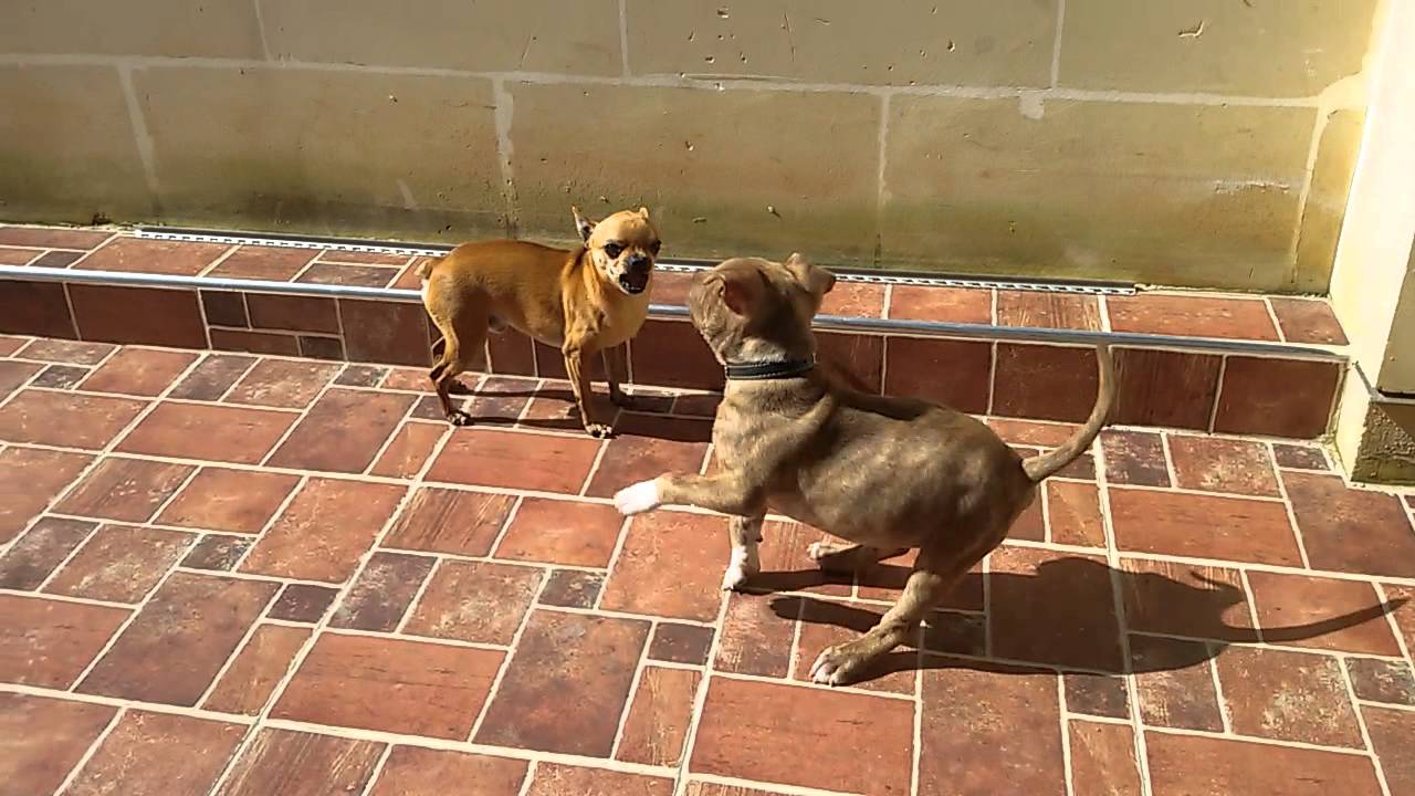 Dog fight Staffordshire vs chihuahua - YouTube