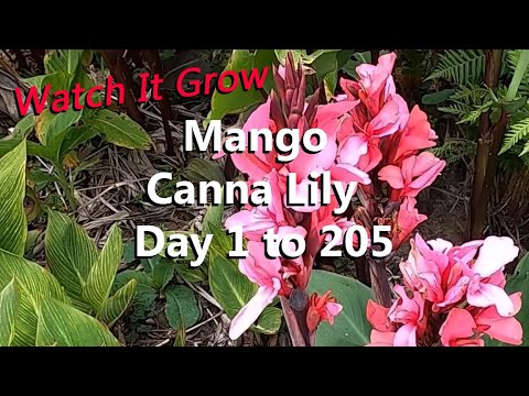 Beautiful Pink Flowers Blossom on the Mango Canna Lily Plant in a ...