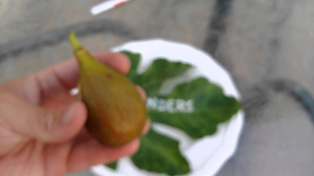 Flanders Fig - YouTube