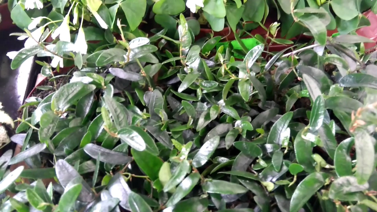 Ficus radicans - YouTube