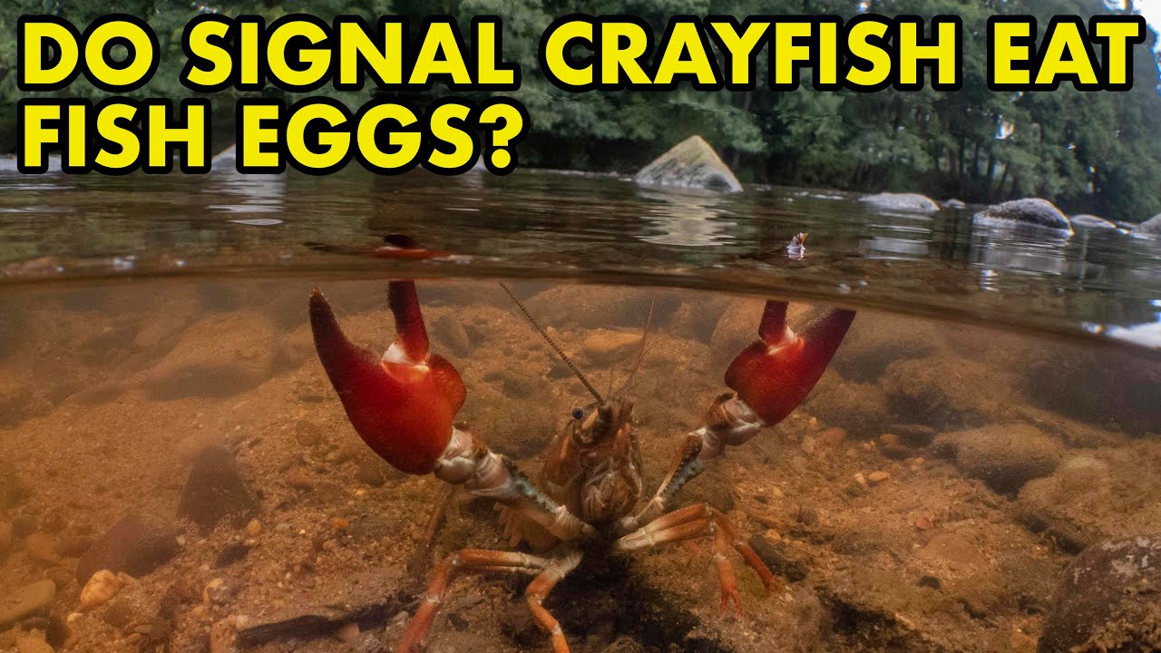 Do Signal Crayfish Eat Fish Eggs - YouTube