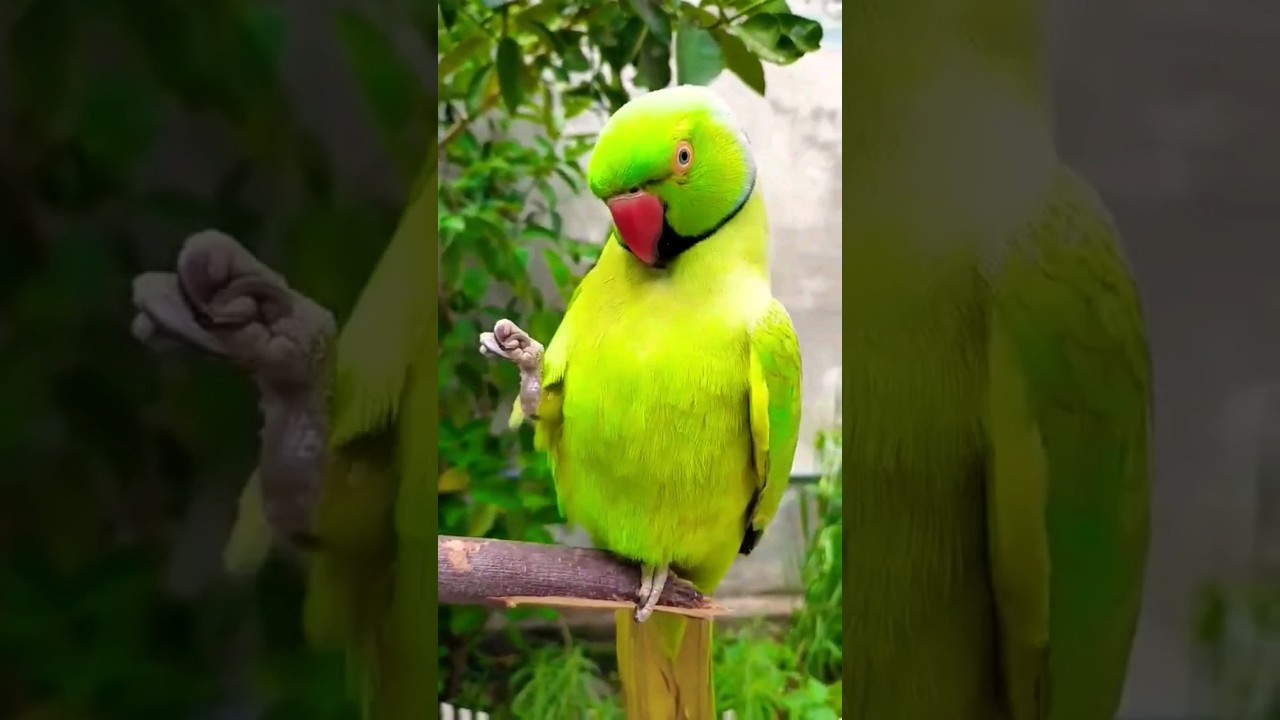Parrot dance #birds #birdslover #birdsounds #birdssinging #parrot # ...