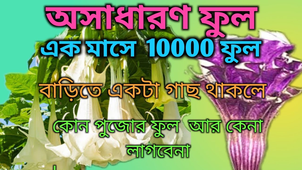 DHUTRA FUL//DOUBLE VARIETY DHUTRA // HABRA GARDEN// Stramonium Flower ...