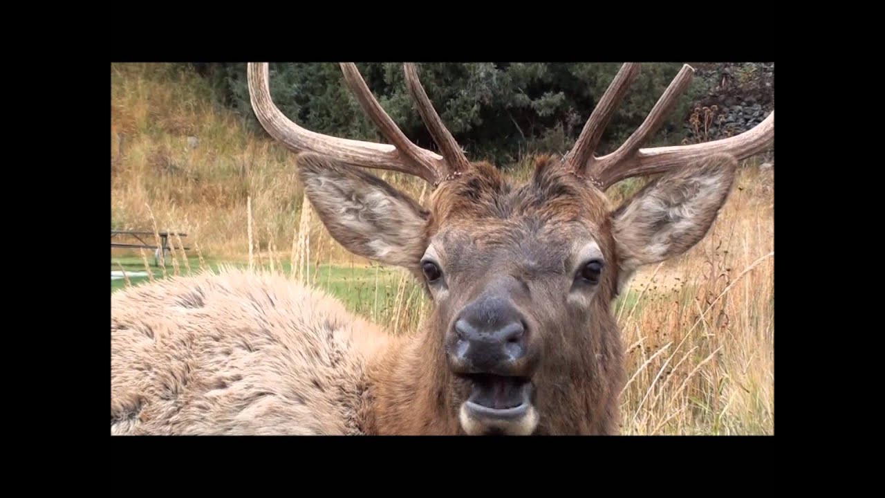 Elk attacks car - YouTube
