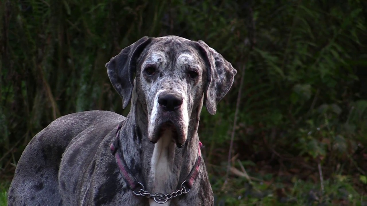 Blauwe Merle Duitse Dog Pups Waar Kan Ik Een Duitse Dog Pup Kopen?