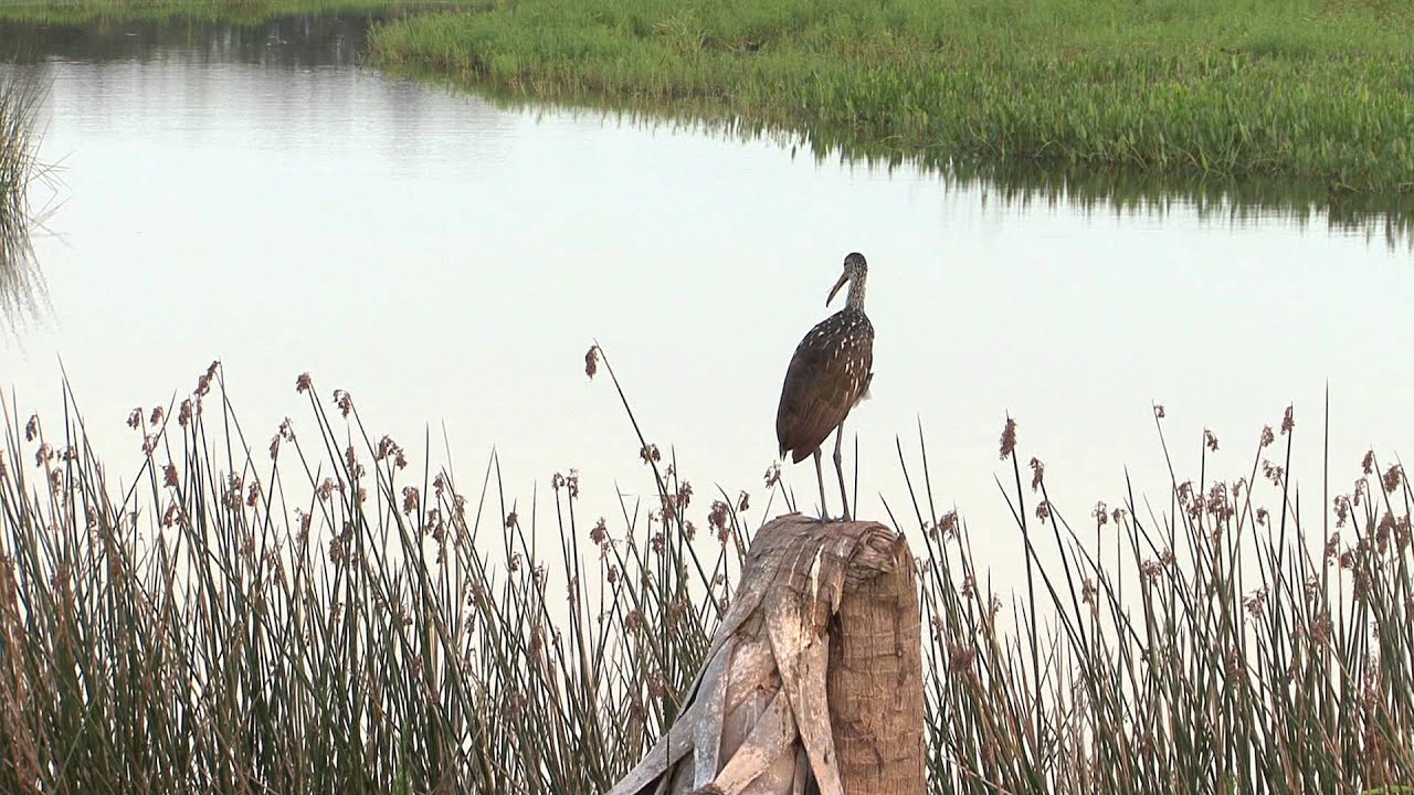 Limpkin Calling - YouTube