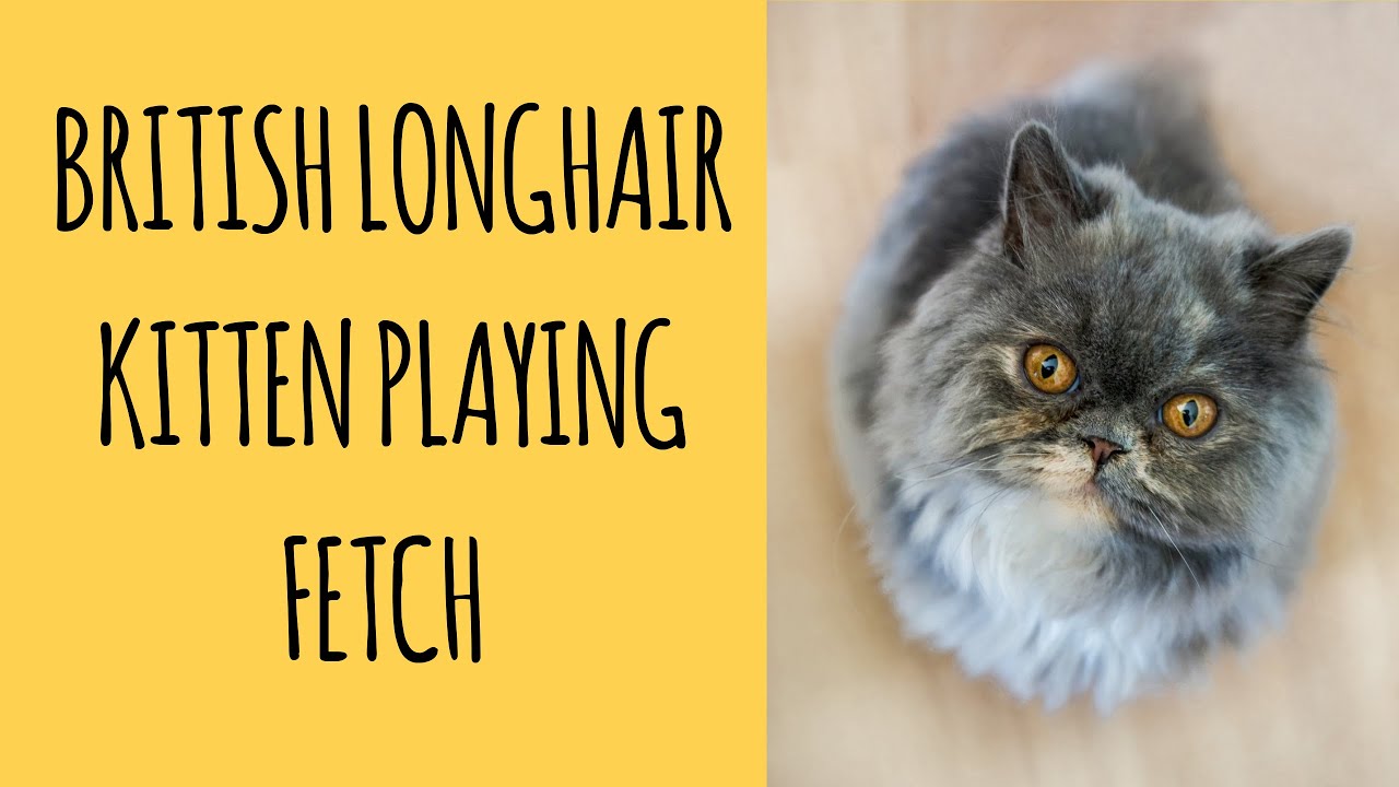 British longhair kitten playing fetch - YouTube