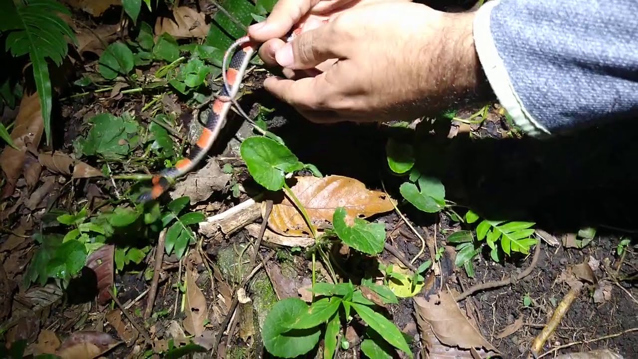Liberación de una Oxyrhopus petolarius (Forest Flame Snake) - YouTube