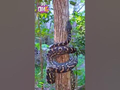 Python Climbing a Tree: Nature’s Marvel #nature #love #shorts #snake # ...