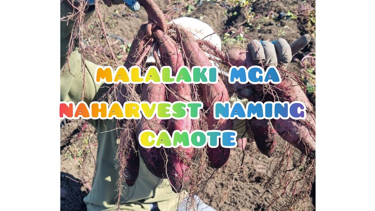 Pag harvest ng Camote (sweet potato)sa japan #japanfarmer#igorotvlogger ...