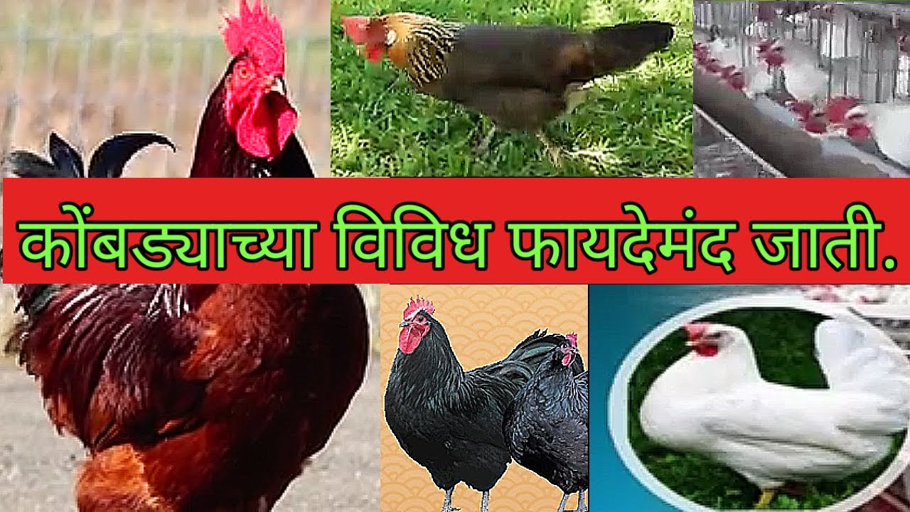 कोंबड्याच्या विविध फायदेमंद जाती।कोंबडी पालन।komdi palan. - YouTube