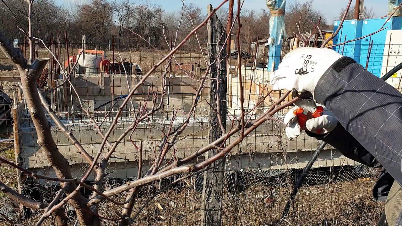 《16》Tăieri formare la prun "Stanley" (UHD)- Roberto Marius Popa - YouTube