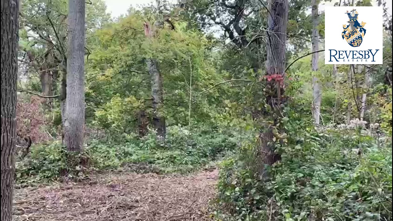 Revesby Estate Forestry Update October 2021 - YouTube