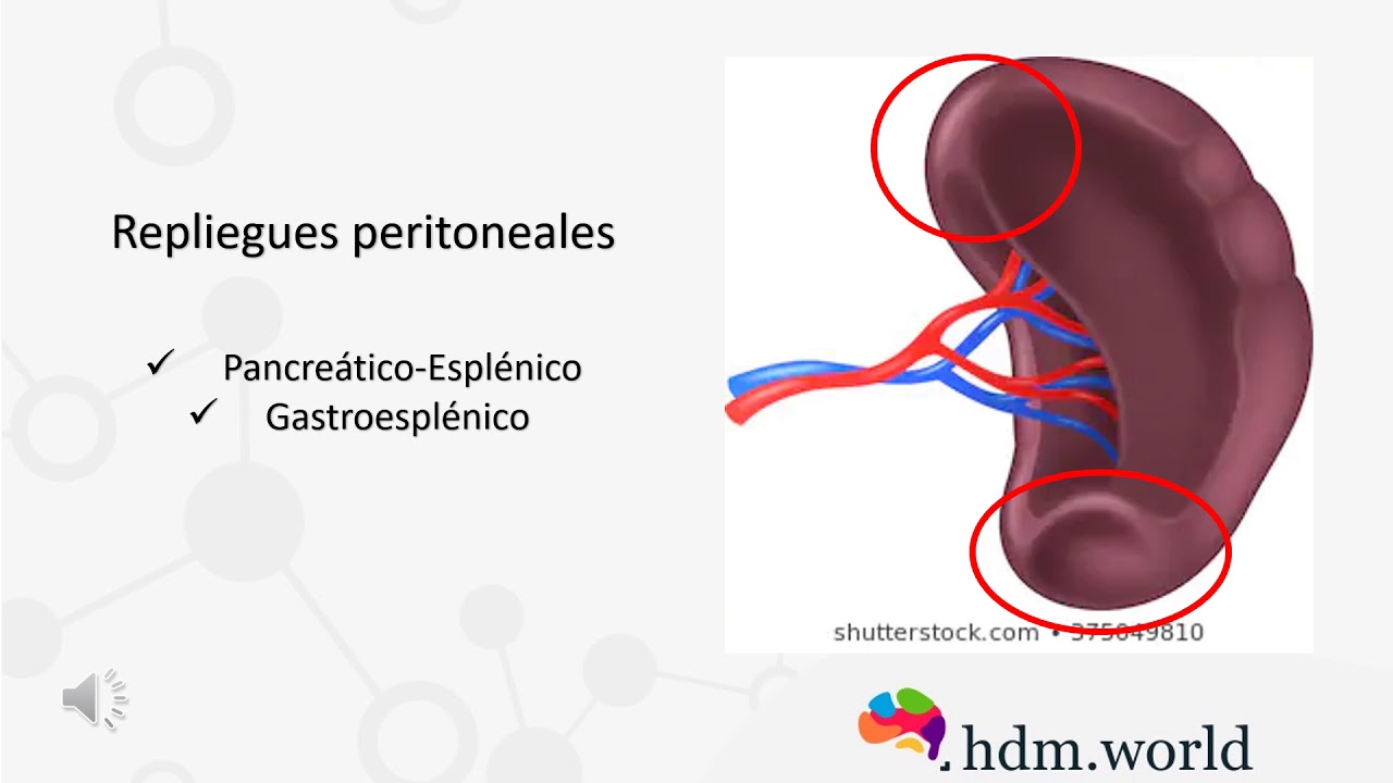 Generalidades anatómicas del bazo - YouTube