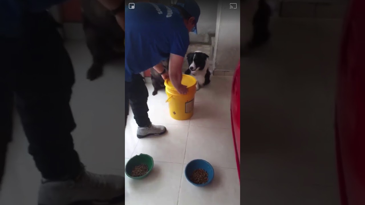 Perros orando antes de comer - YouTube