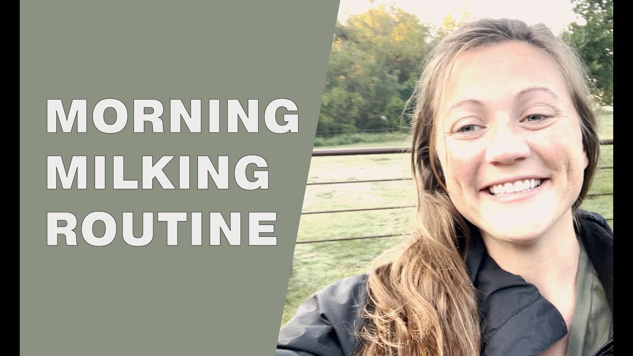 Morning Milking | Family Milk Cow - YouTube