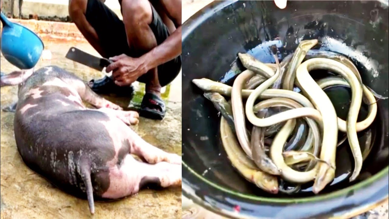 Ell fish & Pig amazing recipe cooking and eating ! villge boy ell pig ...