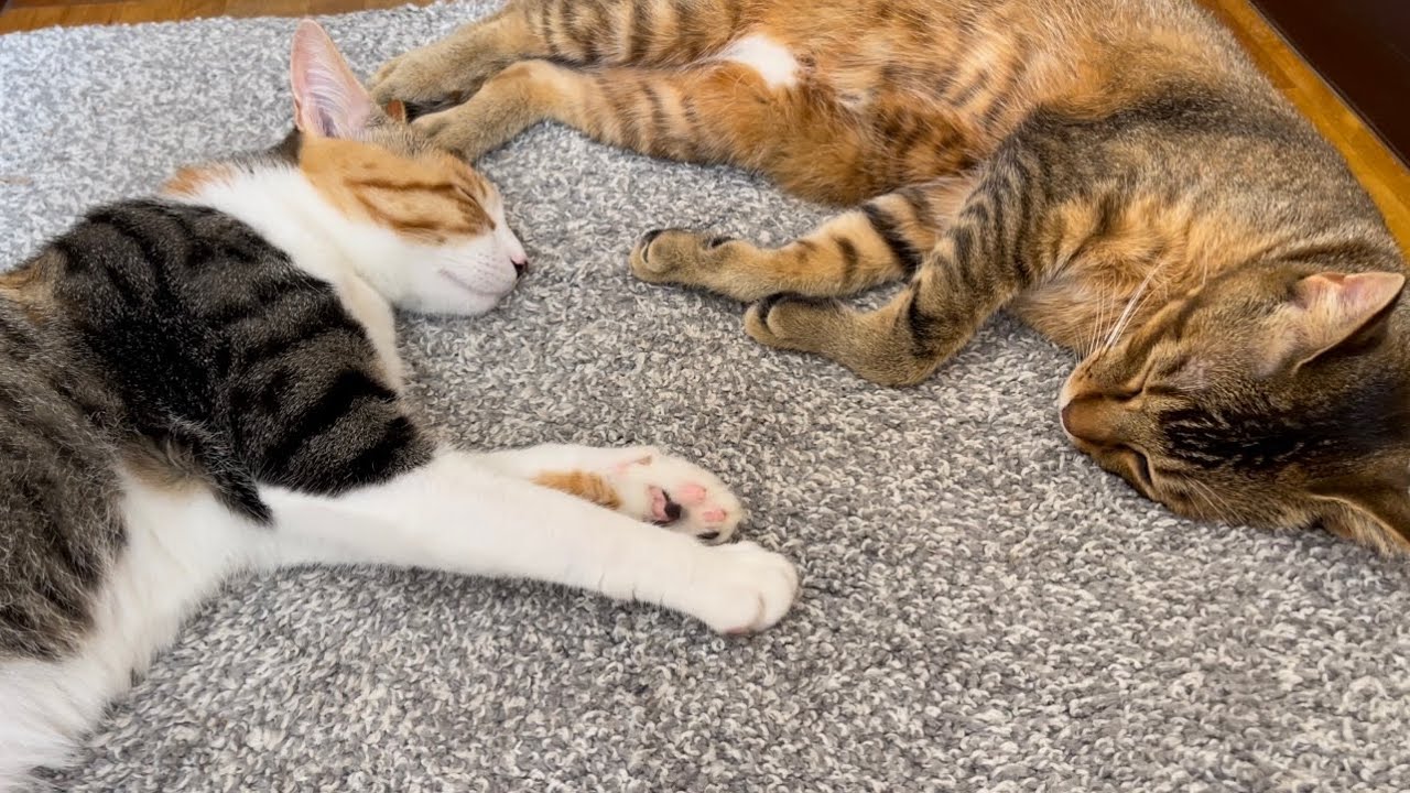 2階の廊下で仲良くお昼寝する兄妹猫モコたんとコロロ。 - YouTube