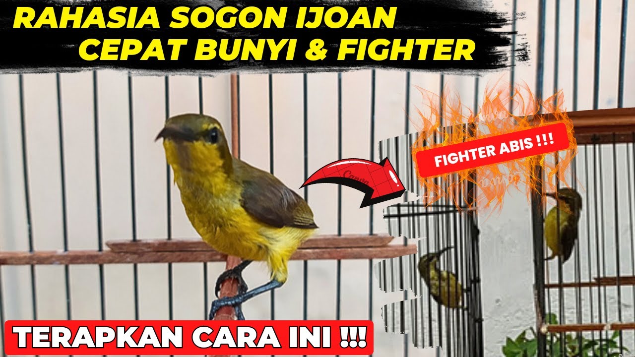 TIPS AGAR SOGON IJOAN CEPAT BUNYI & BERMENTAL FIGHTER - YouTube