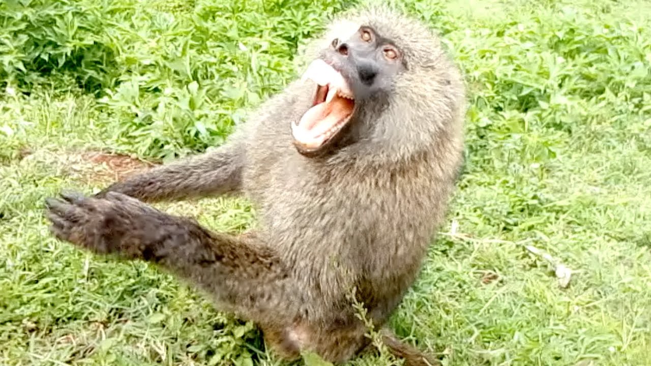 Untamed Encounters: Injured Baboon's Surprising Attack || Wildlife Rescue and Rehabilitation ...