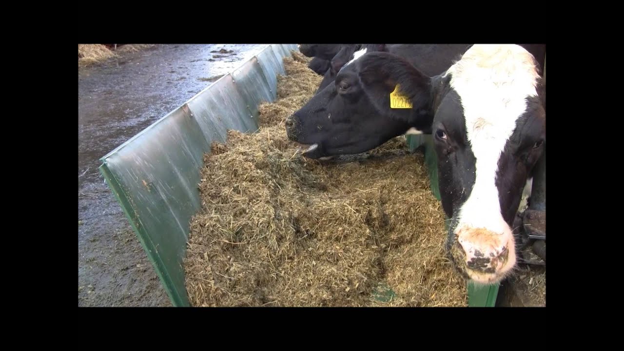 Feed-Slide - feed alley trough - YouTube