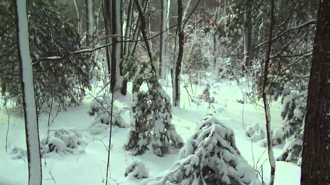 Blizzard 2010 ~ My Backyard & The Fairy Forest ~ Bellingham Ma - YouTube