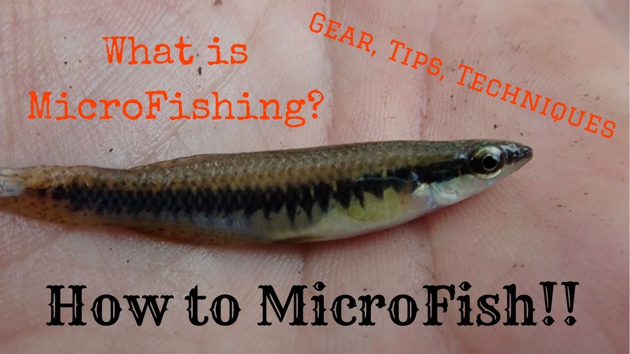 How to MicroFish - YouTube