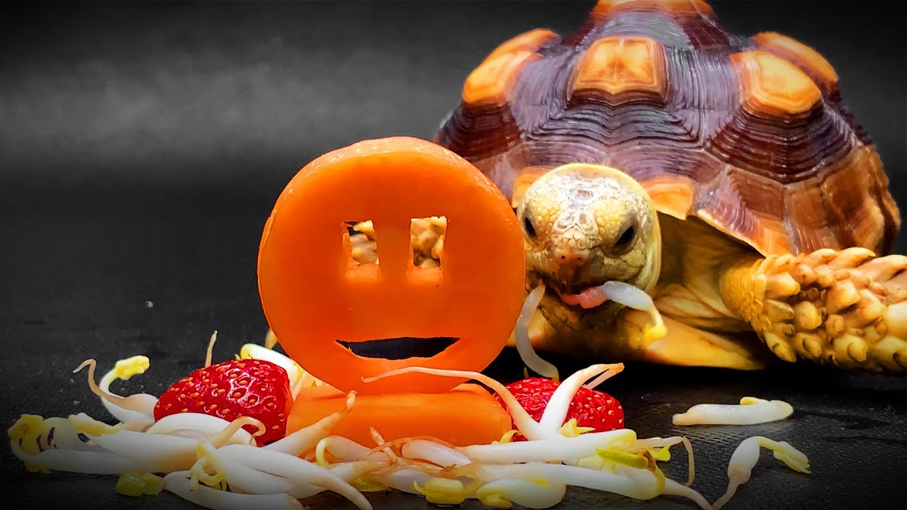 ASMR Mukbang Food | Turtles Tortoise Eating Sprouts And Smiley Face 먹방 ...
