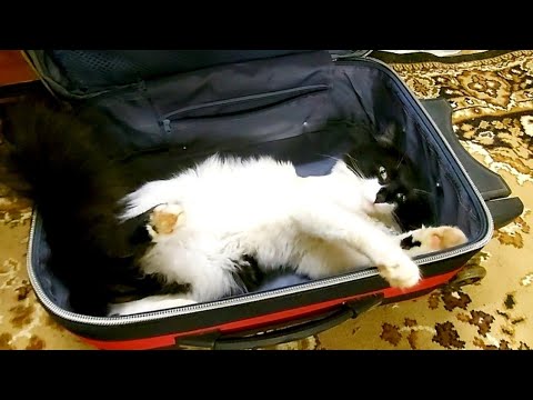 Кот в чемодане. Маленькие пушистики мокрые носики. - YouTube