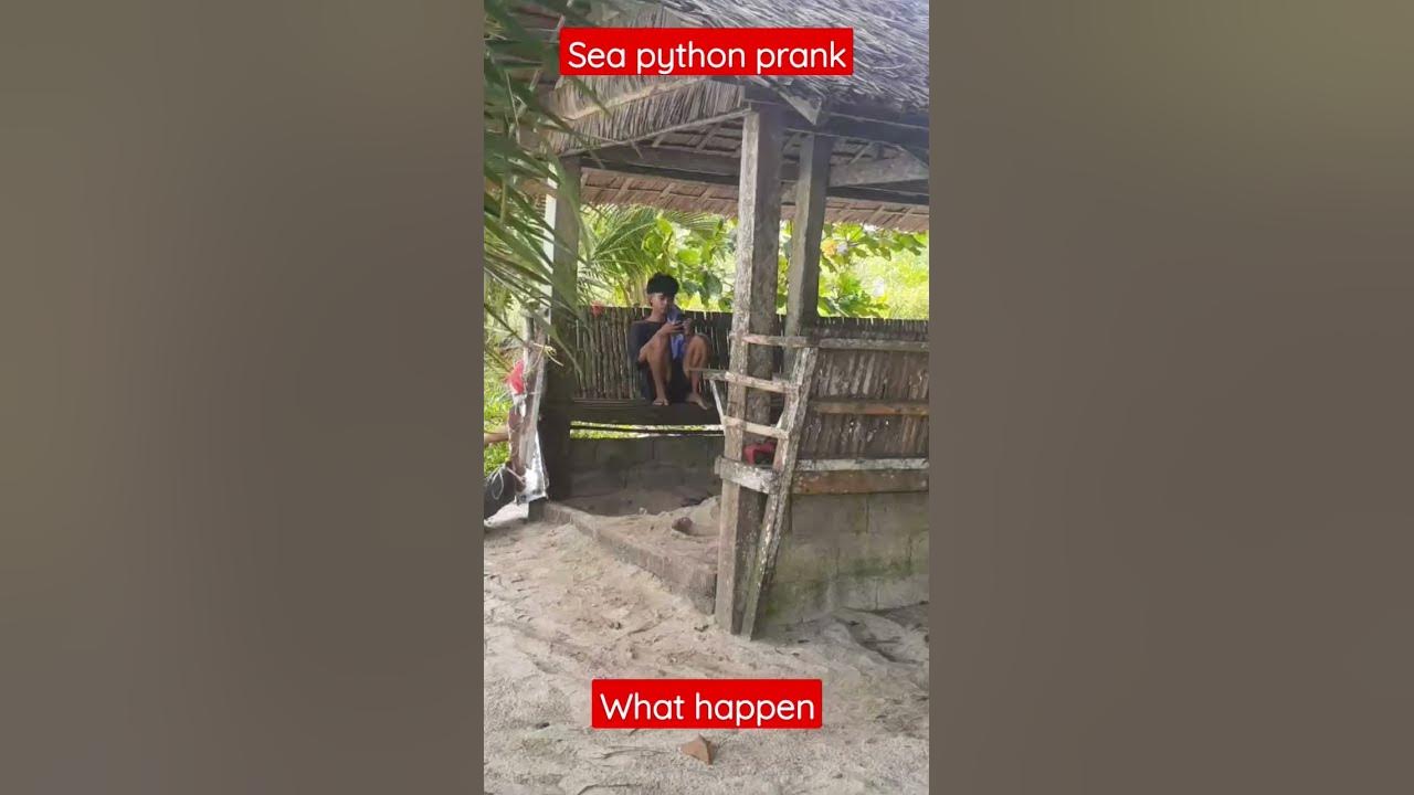 Sea Python Prank Youtube