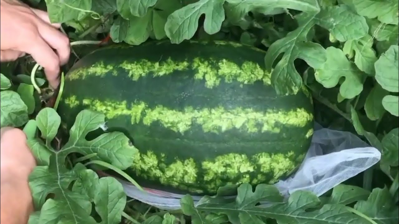 Watermelon Fail... did I miss something... was I impatient... always ...