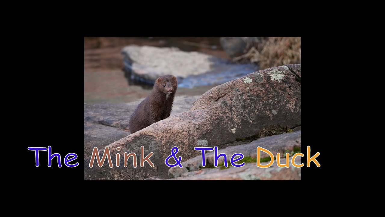Spring Thaw - Mink Attacks Duck - YouTube